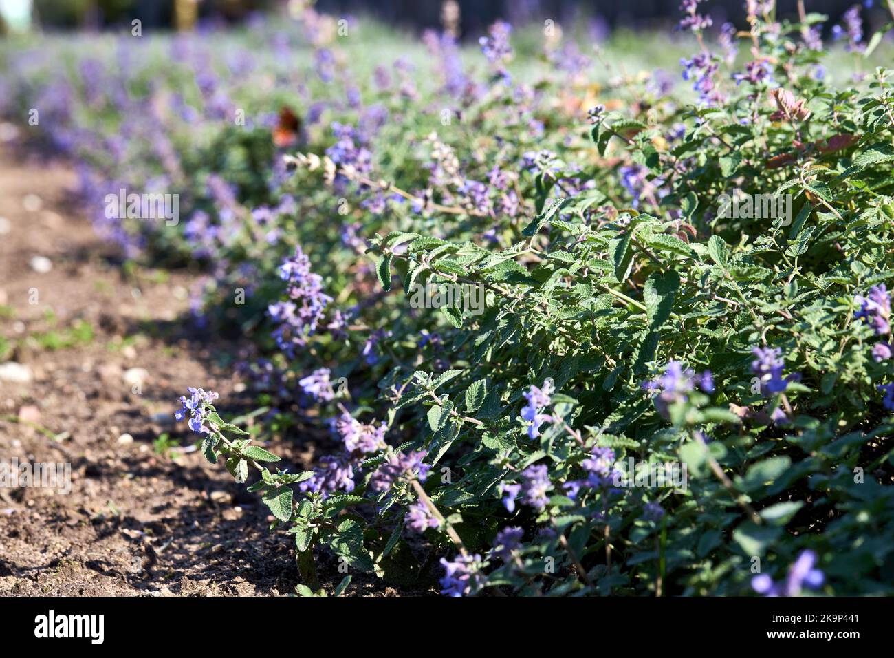 Catmint perennial Australian bugle Ajuga australis Nepeta grandiflora ...