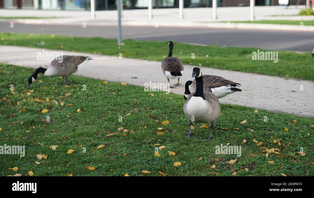 Ducks at University of Warwick Stock Photo - Alamy