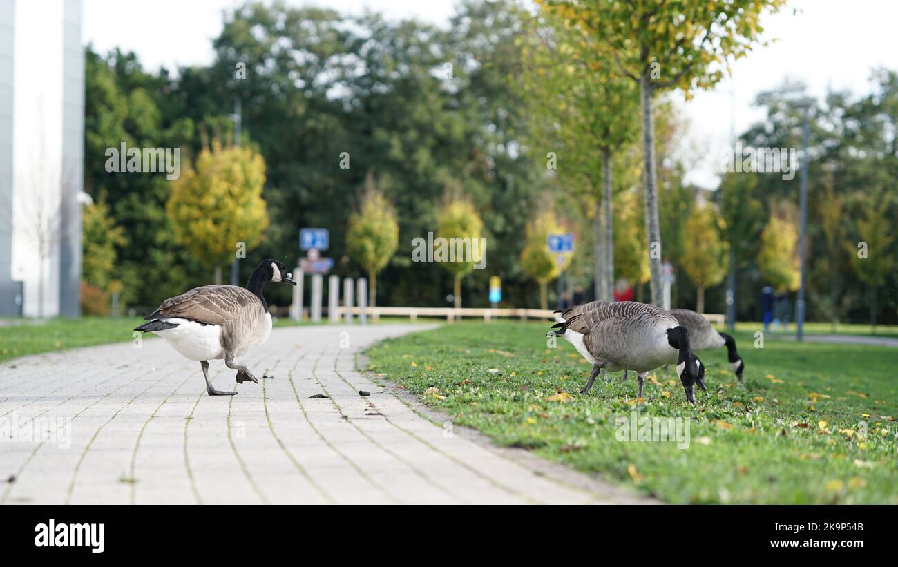 Ducks at University of Warwick Stock Photo - Alamy