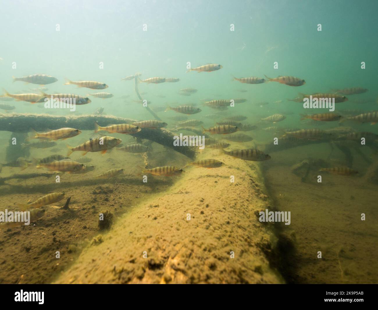 School of perch swimming over sunken tree trunk Stock Photo - Alamy