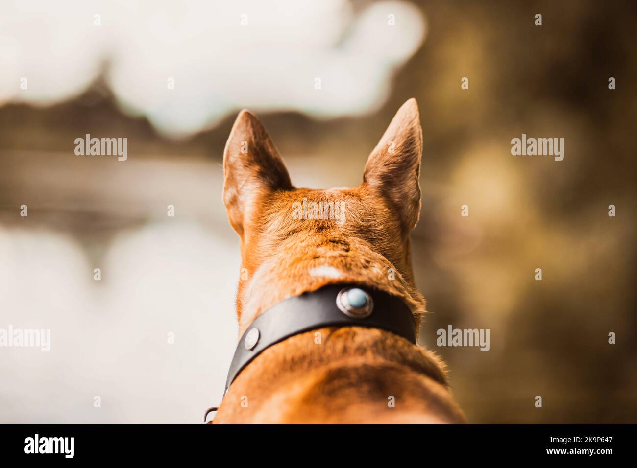 A rear view of a cute ginger bull terrier in a collar, who sits in ...