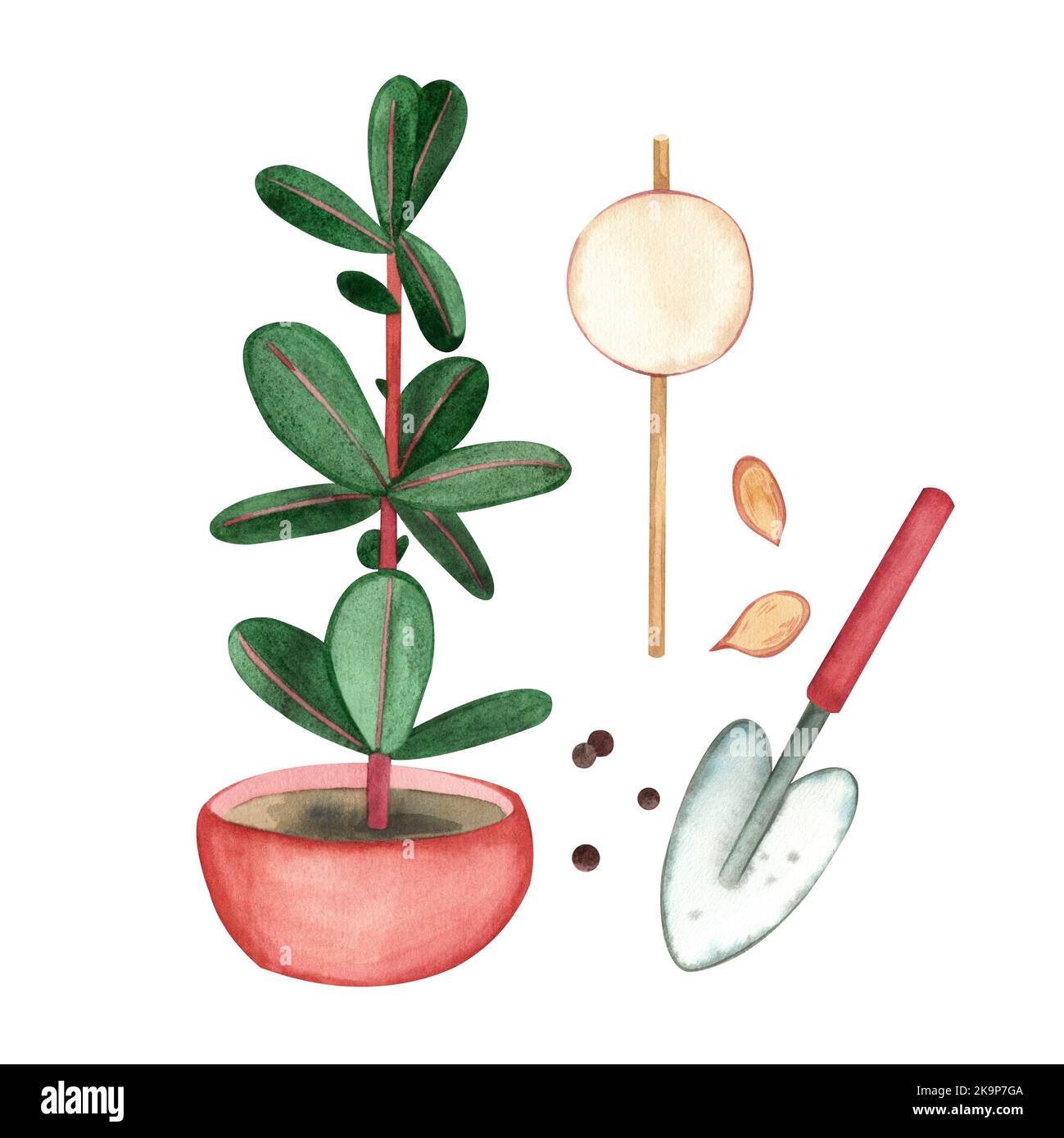 A set of watercolor elements. Indoor ficus, flower seeds, a plaque, a ...