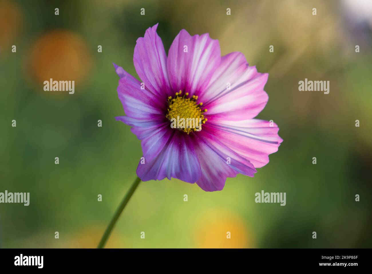White common cosmos hi-res stock photography and images - Alamy