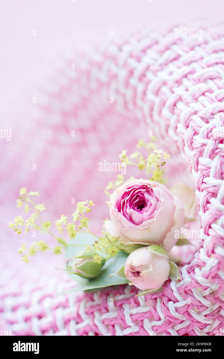 little roses on pink background Stock Photo - Alamy