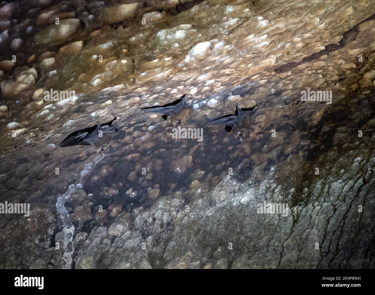 Three Dog-like Bats (Peropteryx sp.) hanging on a rock ceiling ...