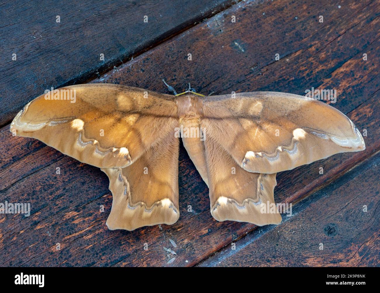 A Giant Silk Moth (Arsenura armida) on the wall. Amazonas, Brazil Stock ...