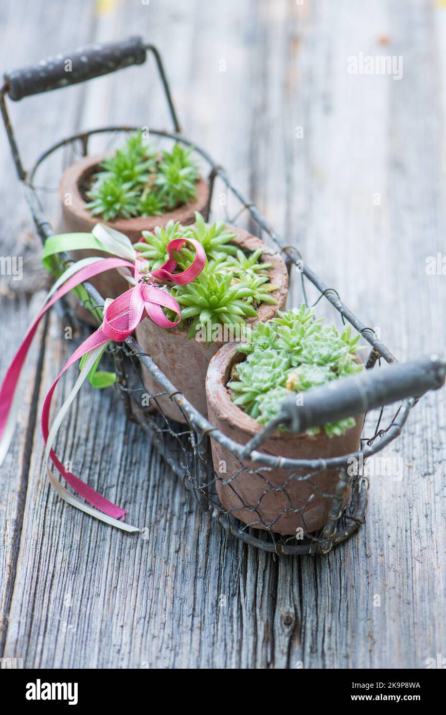 Rare plants in pots hi-res stock photography and images - Alamy