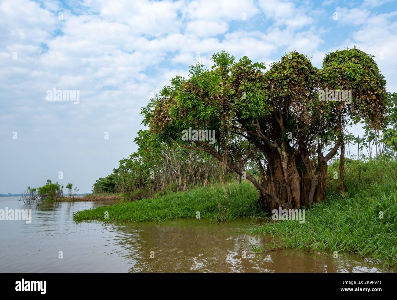 Trees along the bank of the Amazon river. Manaus, Amazonas, Brazil ...