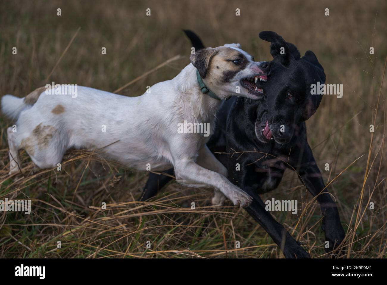Dogs playing in a field Stock Photo - Alamy