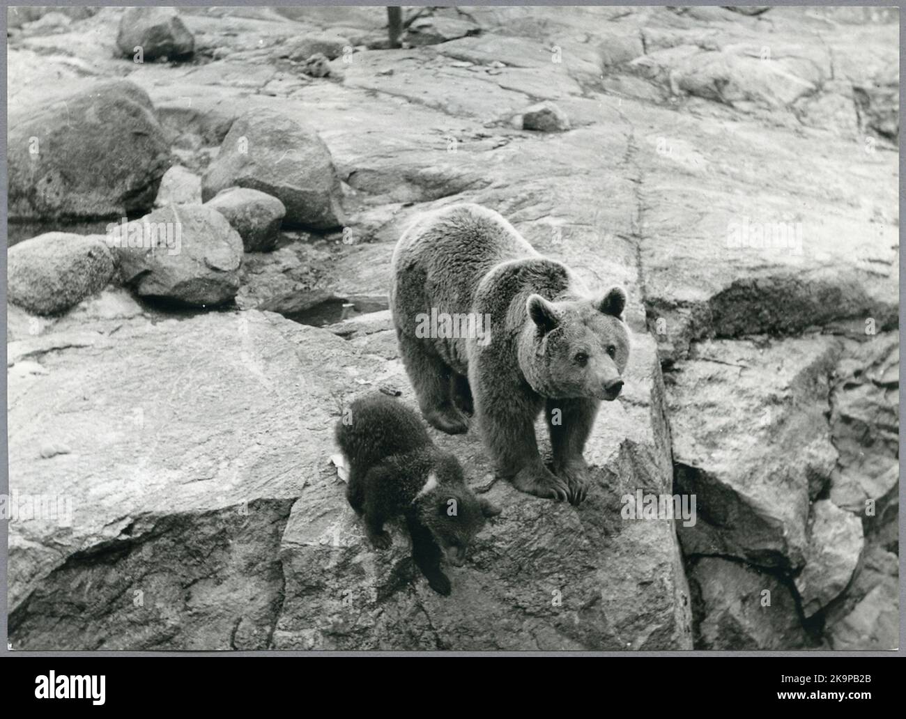 Björn and bear kid at a zoo Stock Photo - Alamy