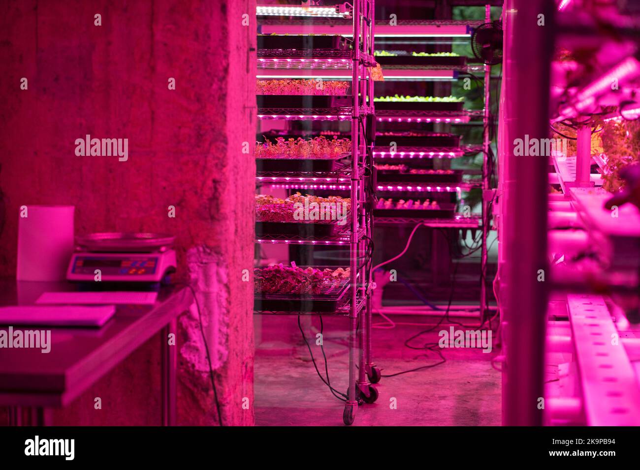 Microgreens grow in vertical farm under ultraviolet UV plant lights for ...