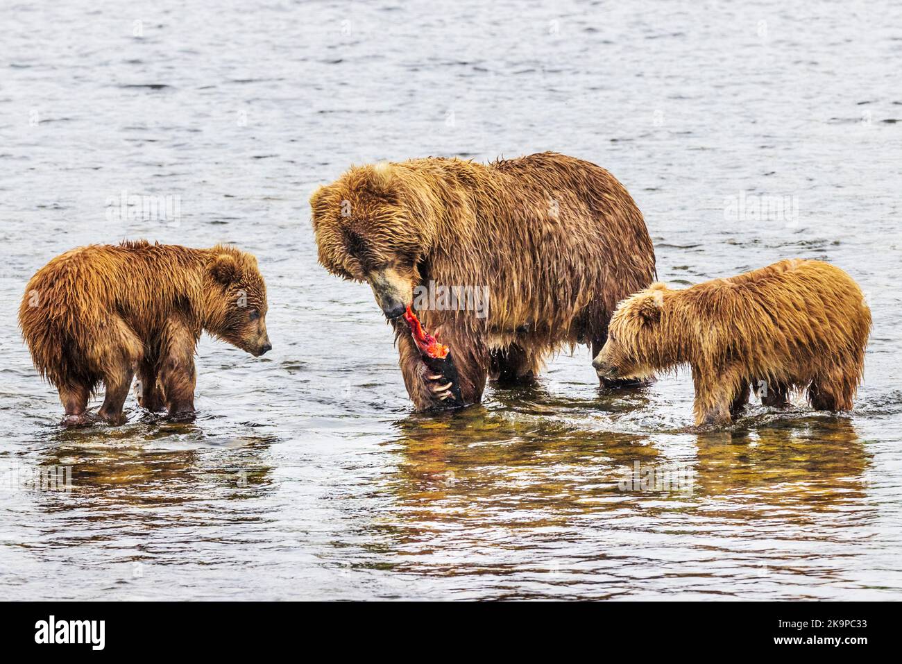 Female (Sow) Brown Bear (Ursus arctos middendorffi), with cubs; fishing ...