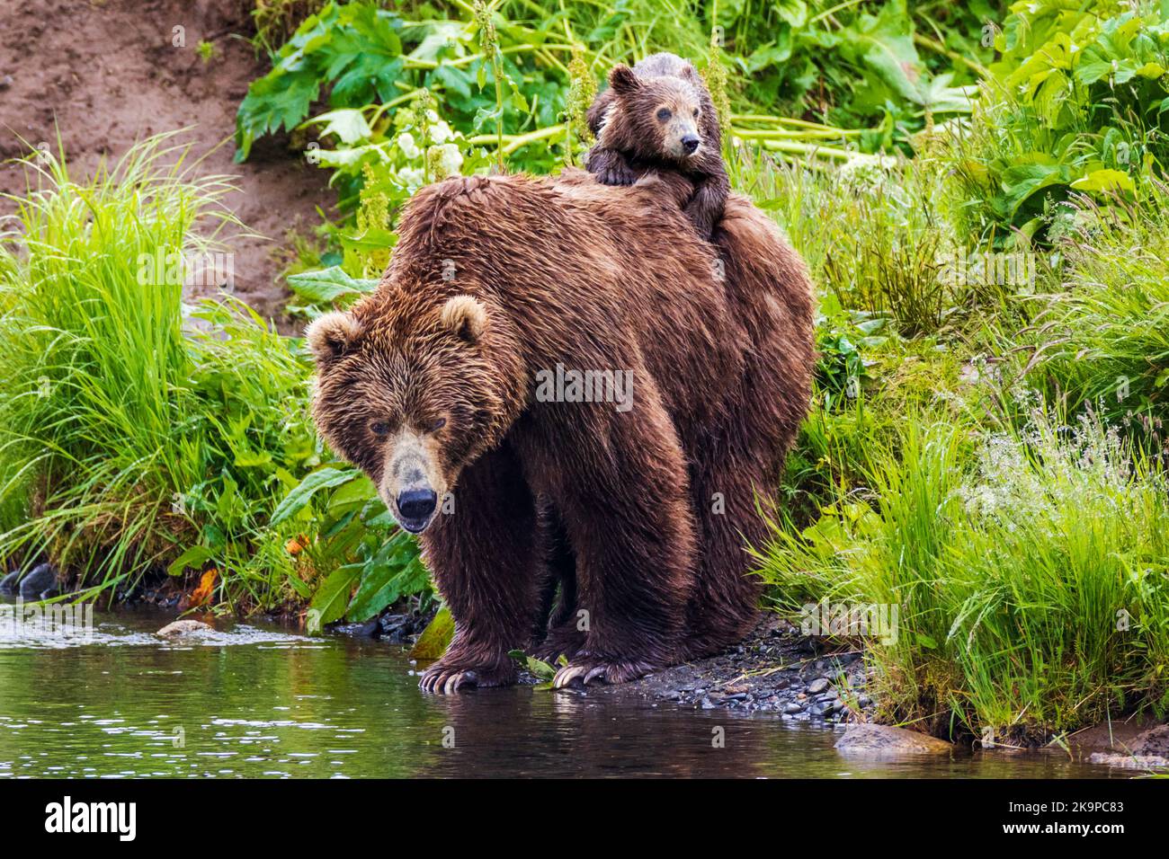 Female (Sow) Brown Bear; Ursus arctos middendorffi; carrying cub ...