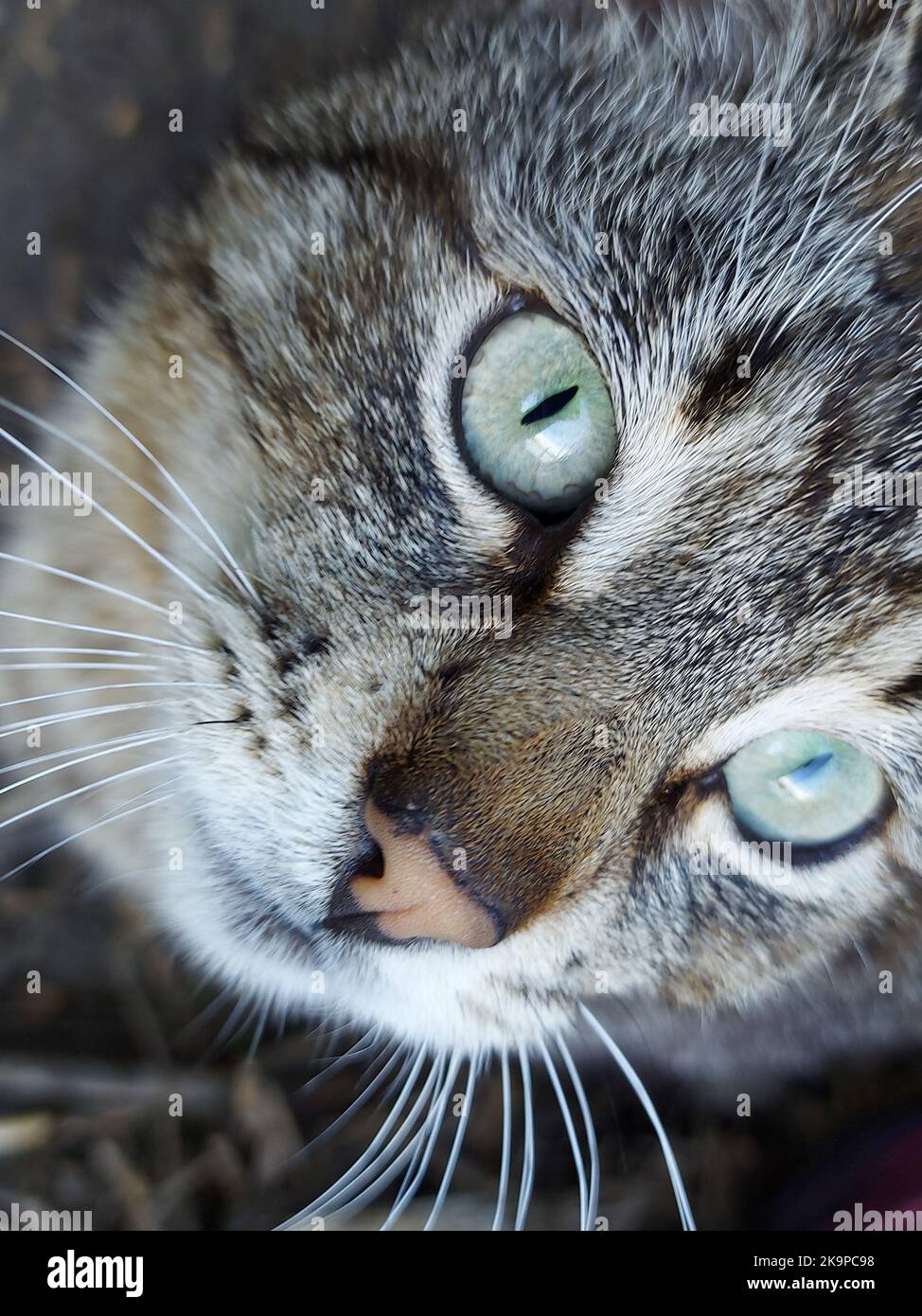 Semi side profile hi-res stock photography and images - Alamy