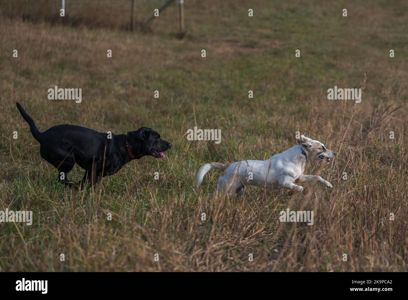 Dogs playing in a field Stock Photo - Alamy