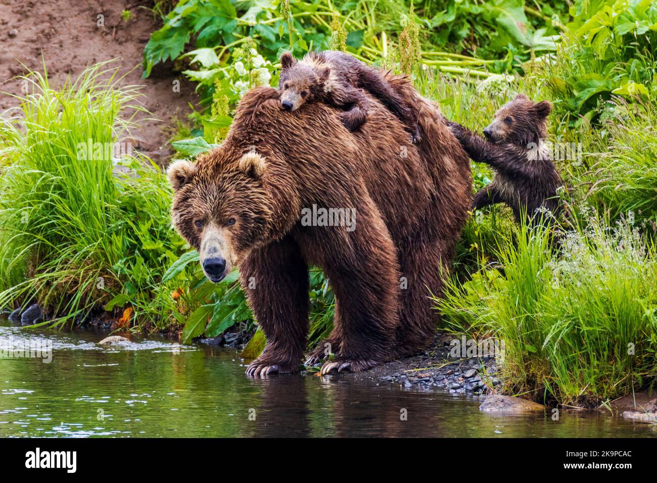 Female (Sow) Brown Bear; Ursus arctos middendorffi; carrying cub ...