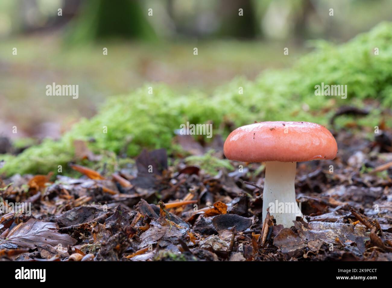 Pink fungi in the New Forest, Hampshire, UK Stock Photo - Alamy