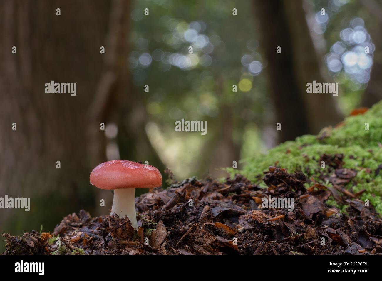 Pink fungi in the New Forest, Hampshire, UK Stock Photo - Alamy