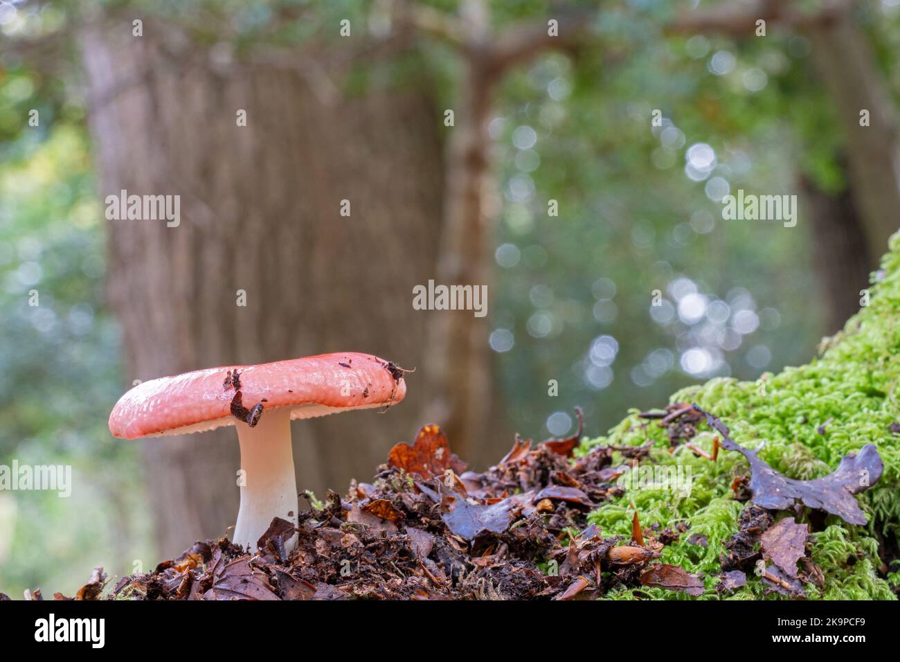 Pink fungi in the New Forest, Hampshire, UK Stock Photo - Alamy