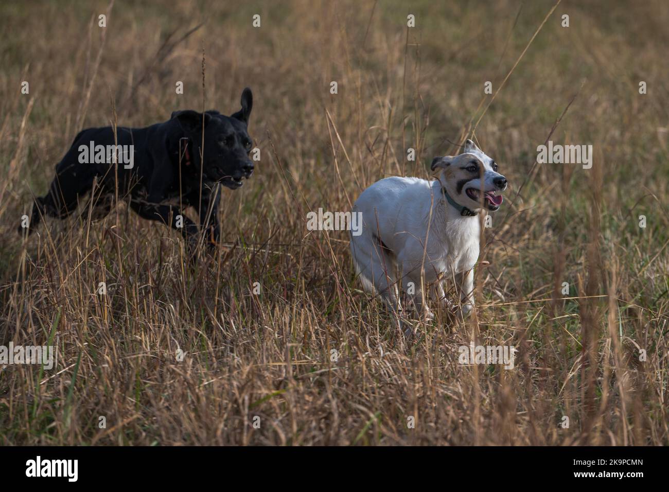 Dogs playing in a field Stock Photo - Alamy