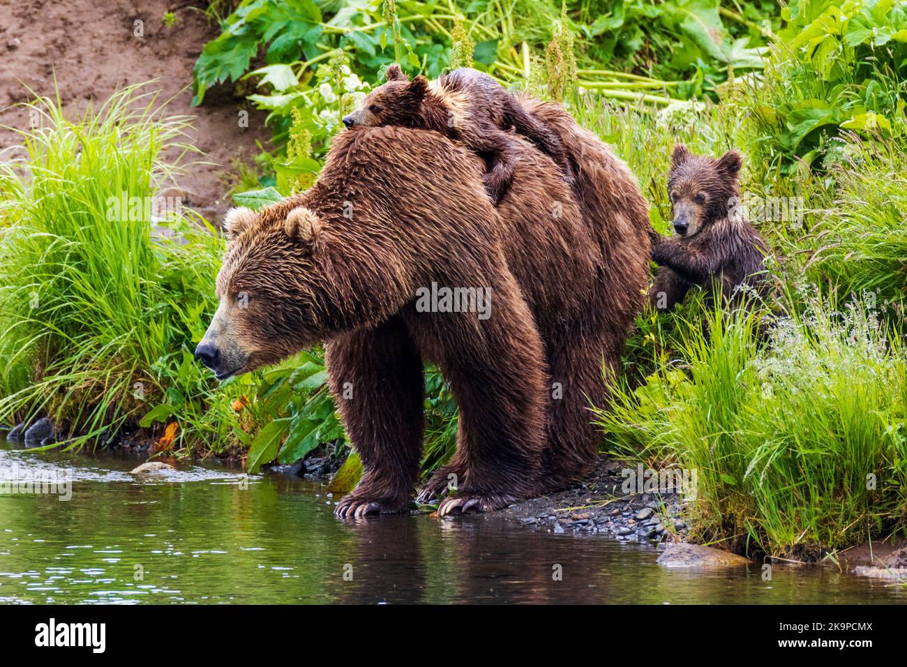 Female (Sow) Brown Bear; Ursus arctos middendorffi; carrying cub ...