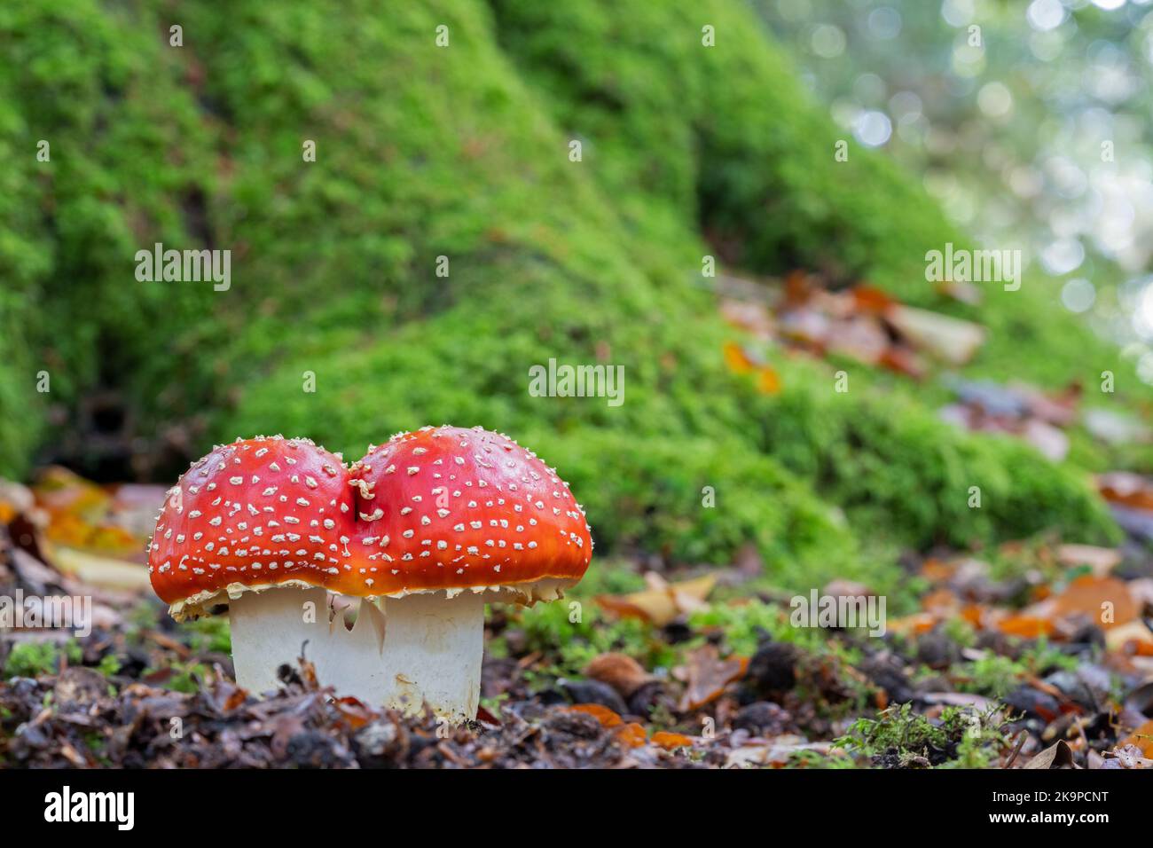Double headed fungi hi-res stock photography and images - Alamy