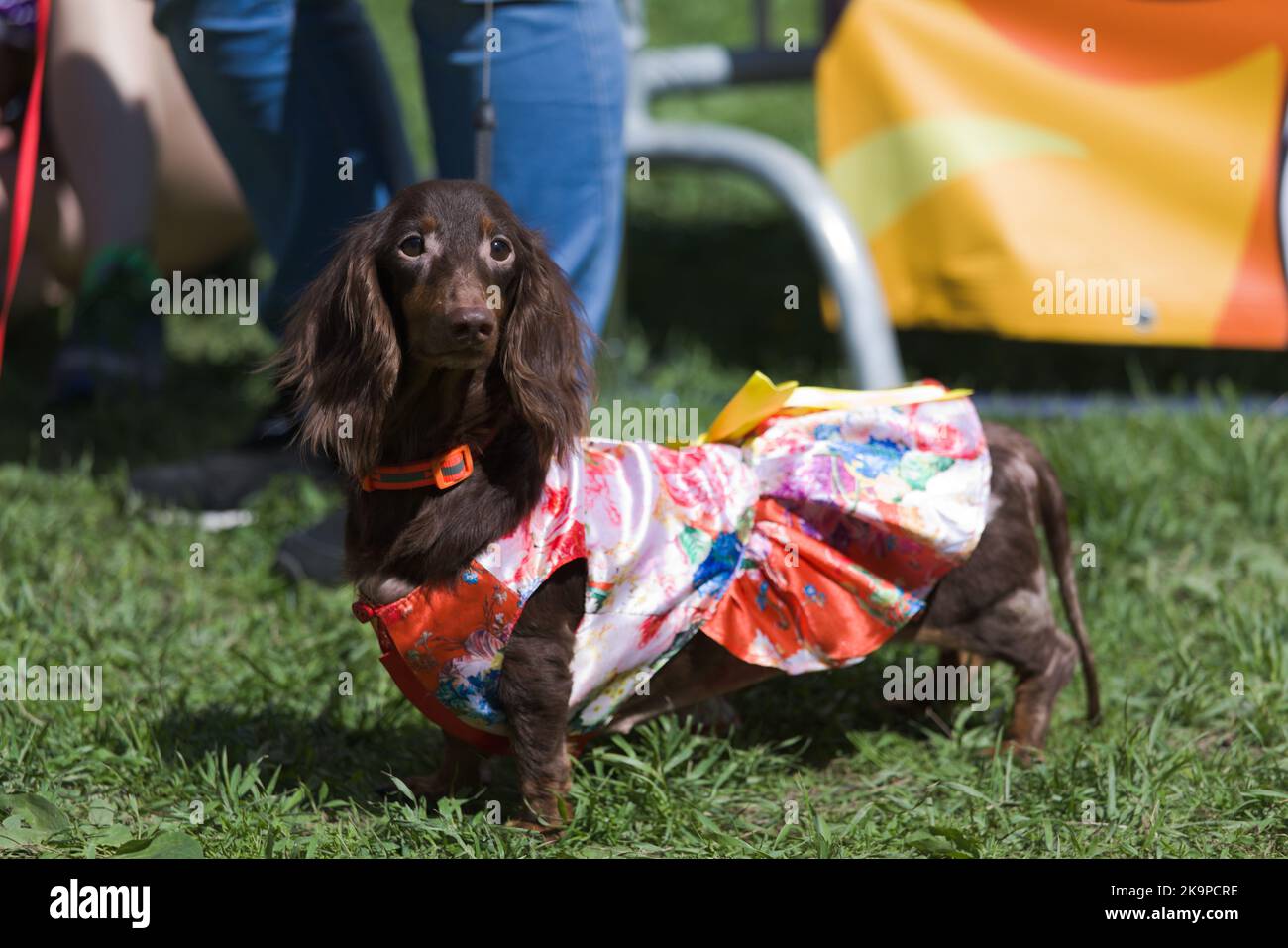 Dachshund dog in a costume during the Dachshund festival in St ...