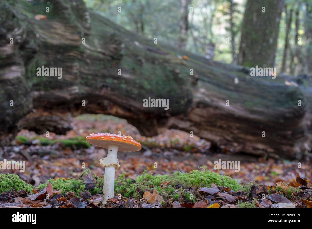 Fly agaric fungi in the New Forest, Hampshire, UK Stock Photo - Alamy