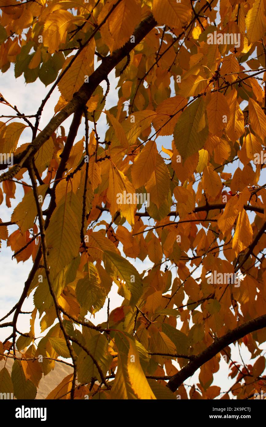 Forest vibes hi-res stock photography and images - Alamy