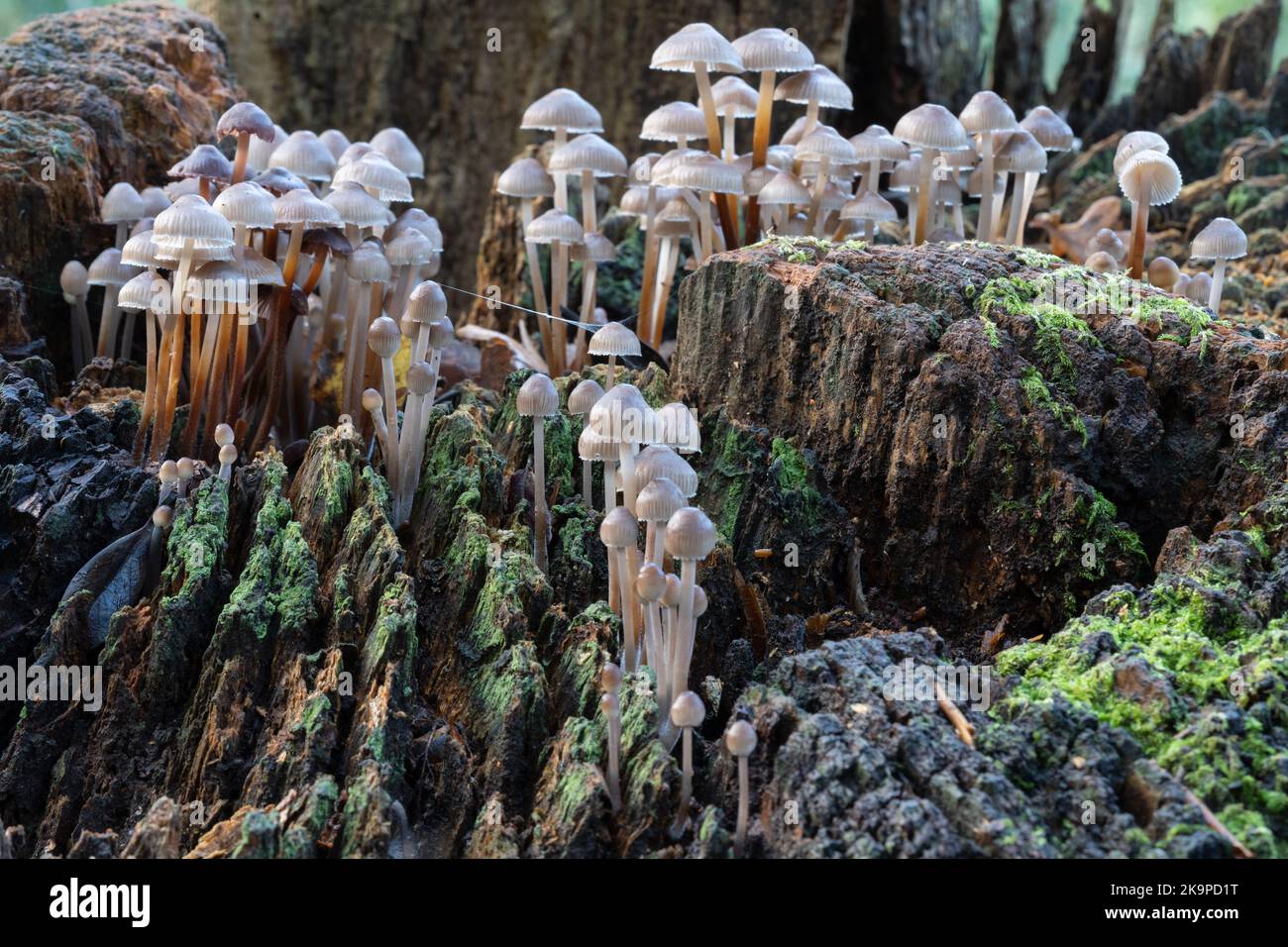 Crowd of tiny fungi hi-res stock photography and images - Alamy