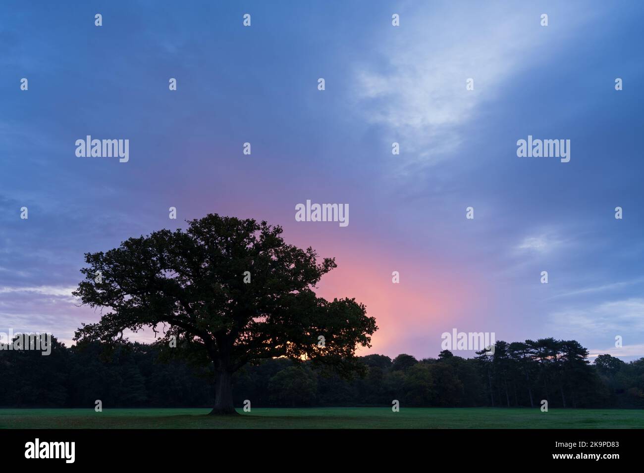 Sunrise by an oak tree on Southampton Common, Southampton, Hampshire ...