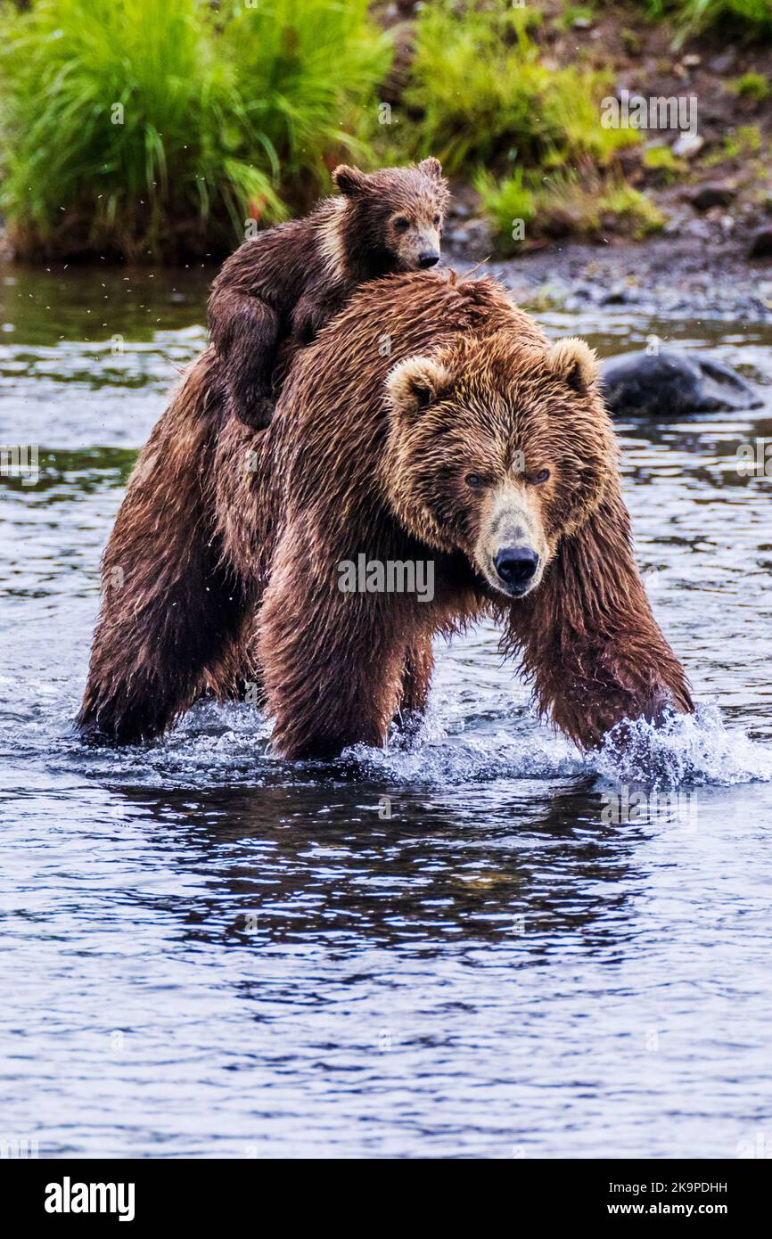 Female (Sow) Brown Bear; Ursus arctos middendorffi; carrying cub ...