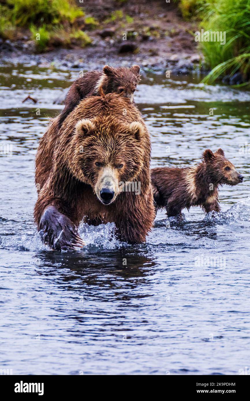 Female (Sow) Brown Bear; Ursus arctos middendorffi; carrying cub ...
