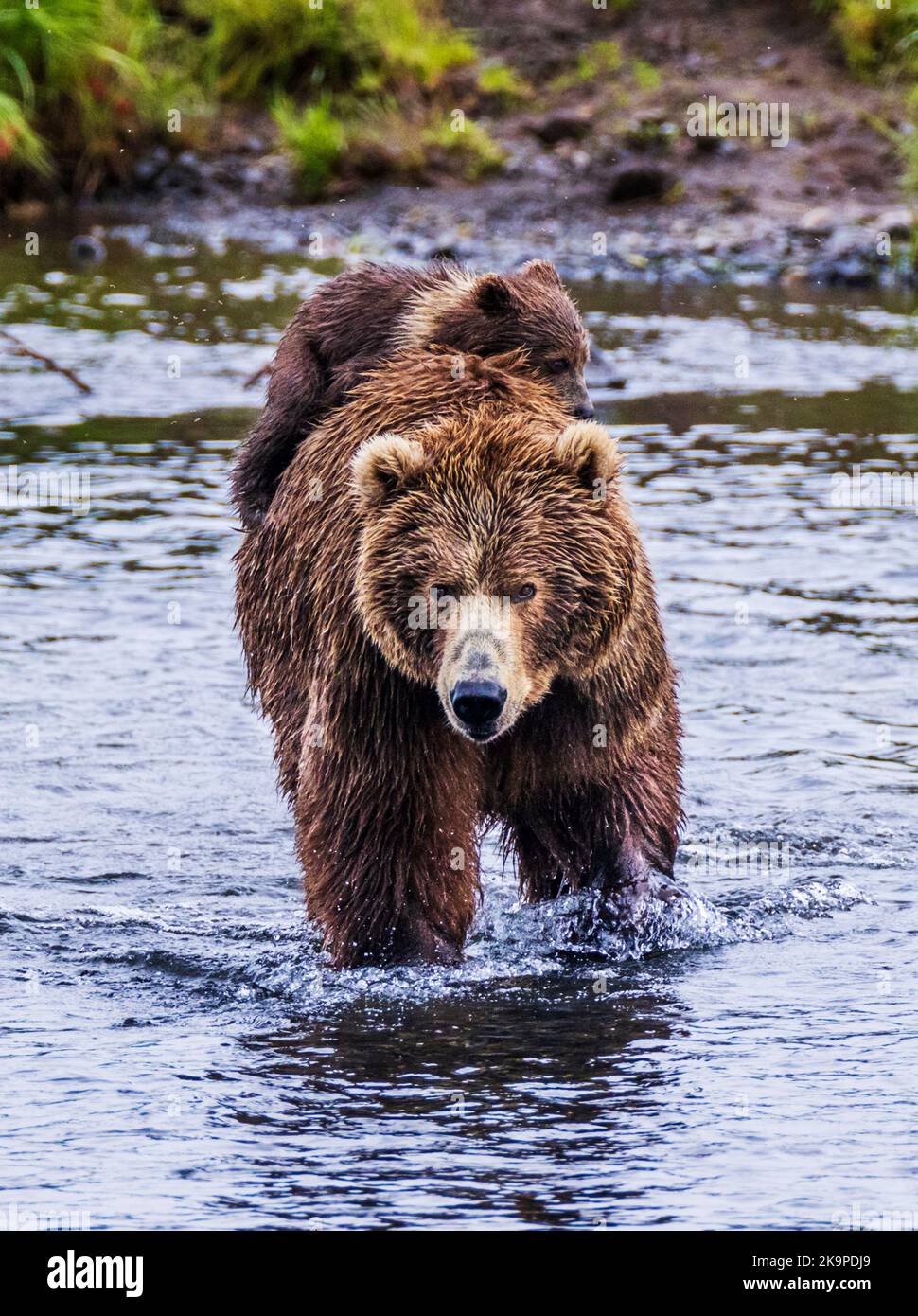Female (Sow) Brown Bear; Ursus arctos middendorffi; carrying cub ...