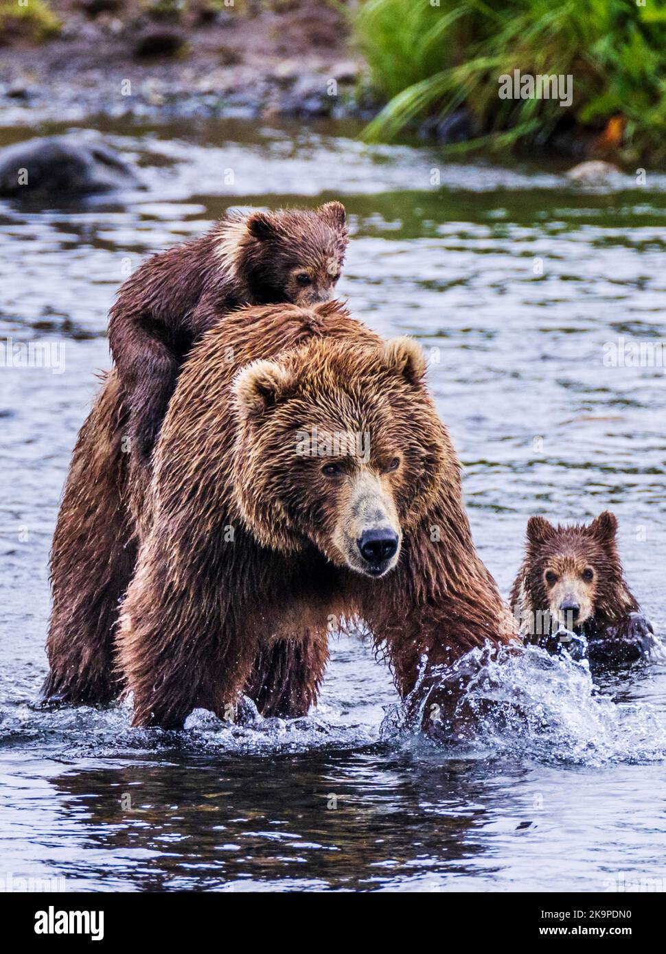 Female (Sow) Brown Bear; Ursus arctos middendorffi; carrying cub ...