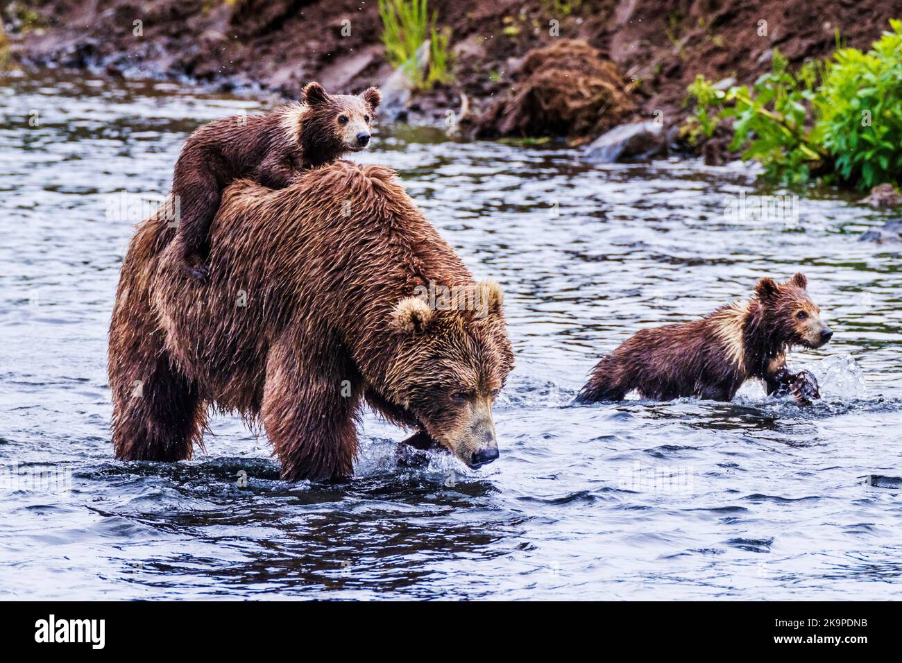 Female (Sow) Brown Bear; Ursus arctos middendorffi; carrying cub ...