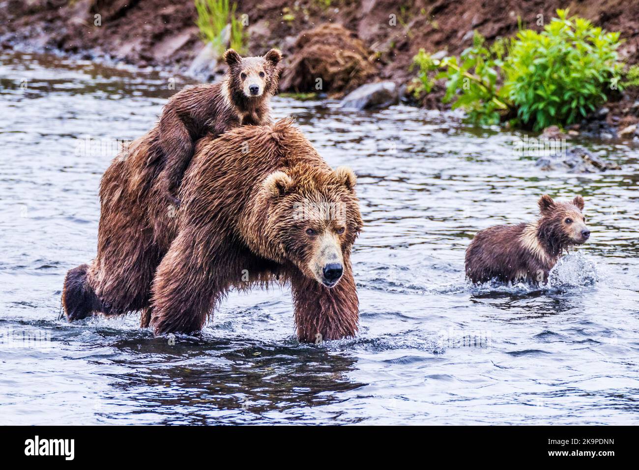 Female (Sow) Brown Bear; Ursus arctos middendorffi; carrying cub ...