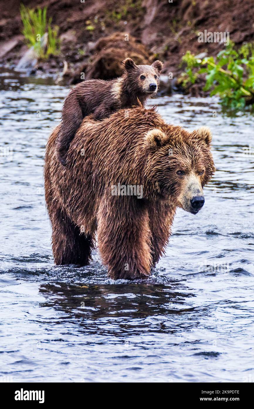 Female (Sow) Brown Bear; Ursus arctos middendorffi; carrying cub ...