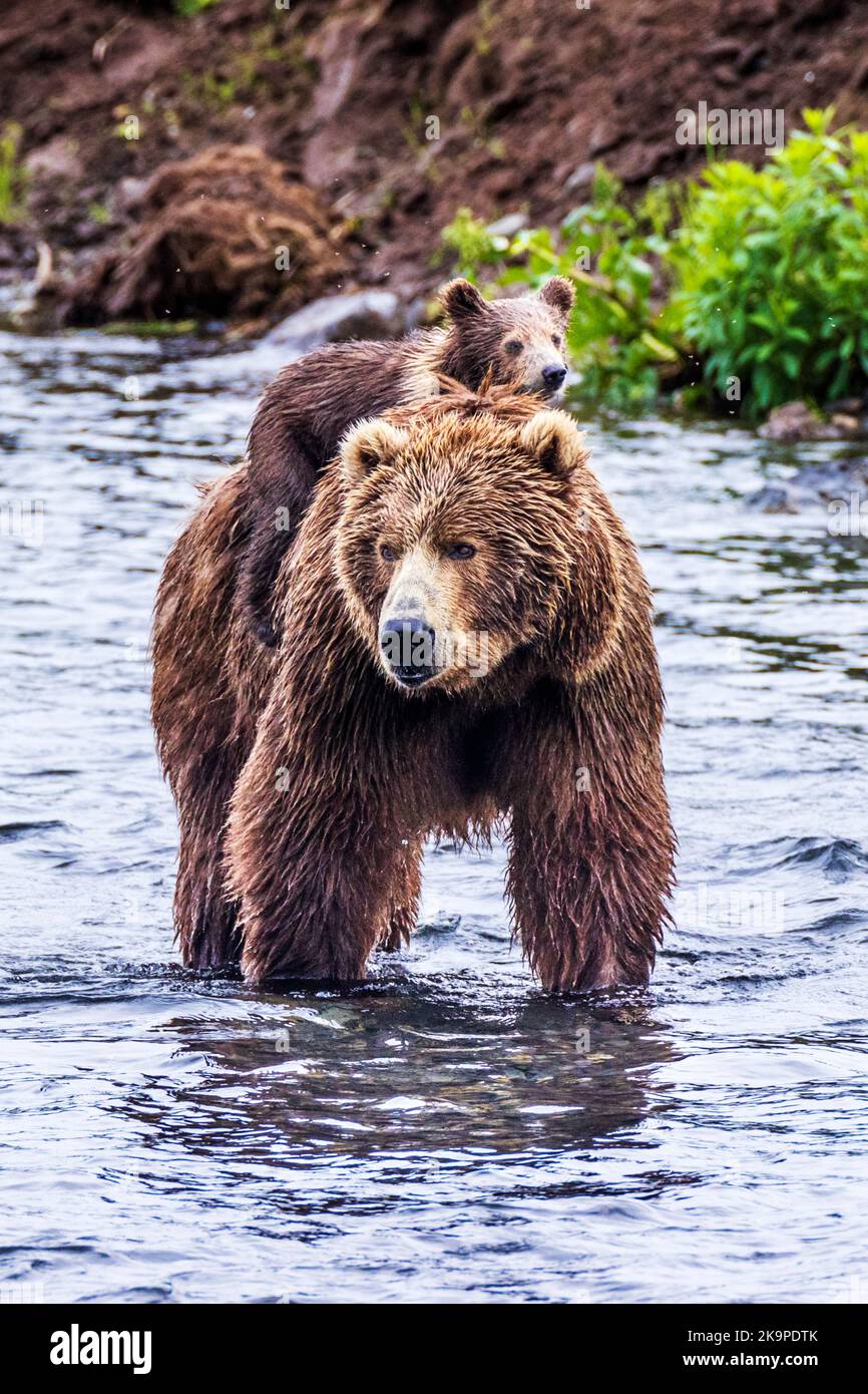 Female (Sow) Brown Bear; Ursus arctos middendorffi; carrying cub ...