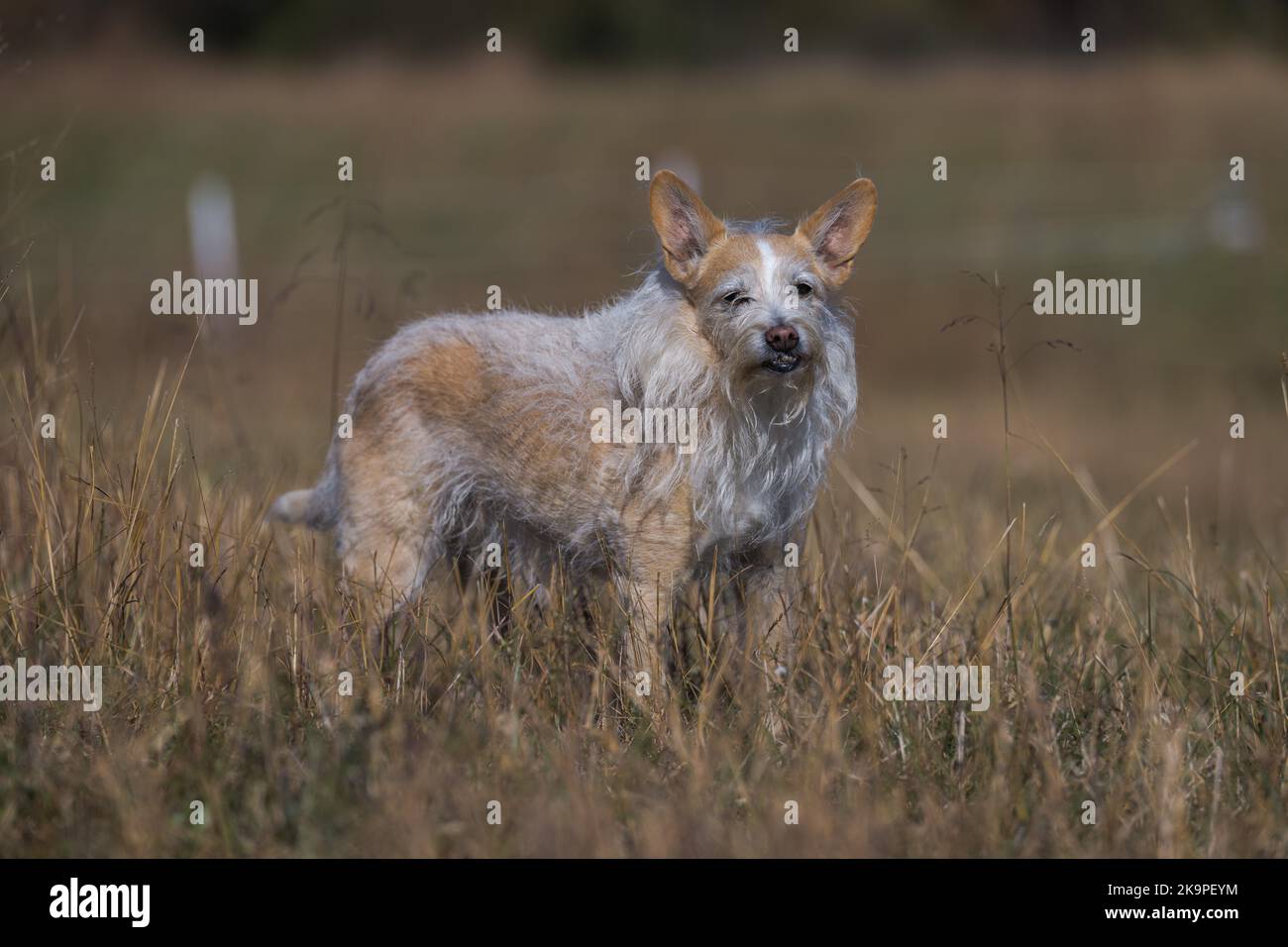 A ginger wire haired dog in a field Stock Photo - Alamy