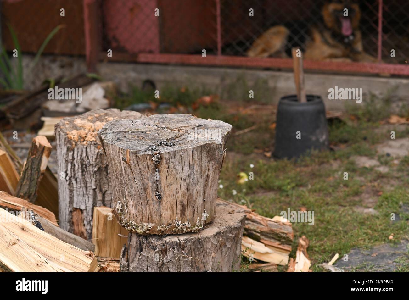 a stump on a stump for chopping firewood Stock Photo - Alamy