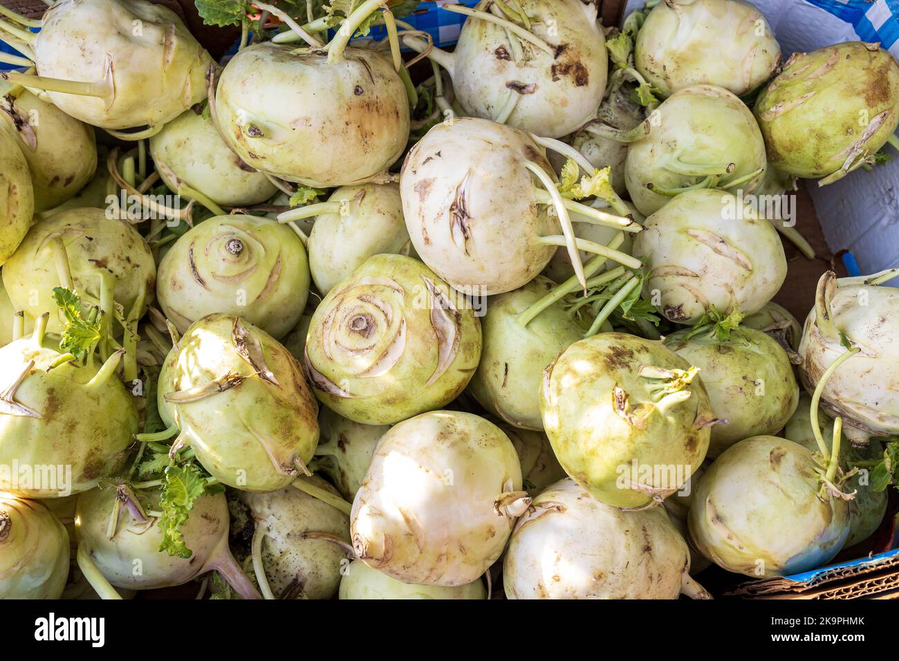 New harvest of light green kohlrabi cabbage with leaves close up Stock ...