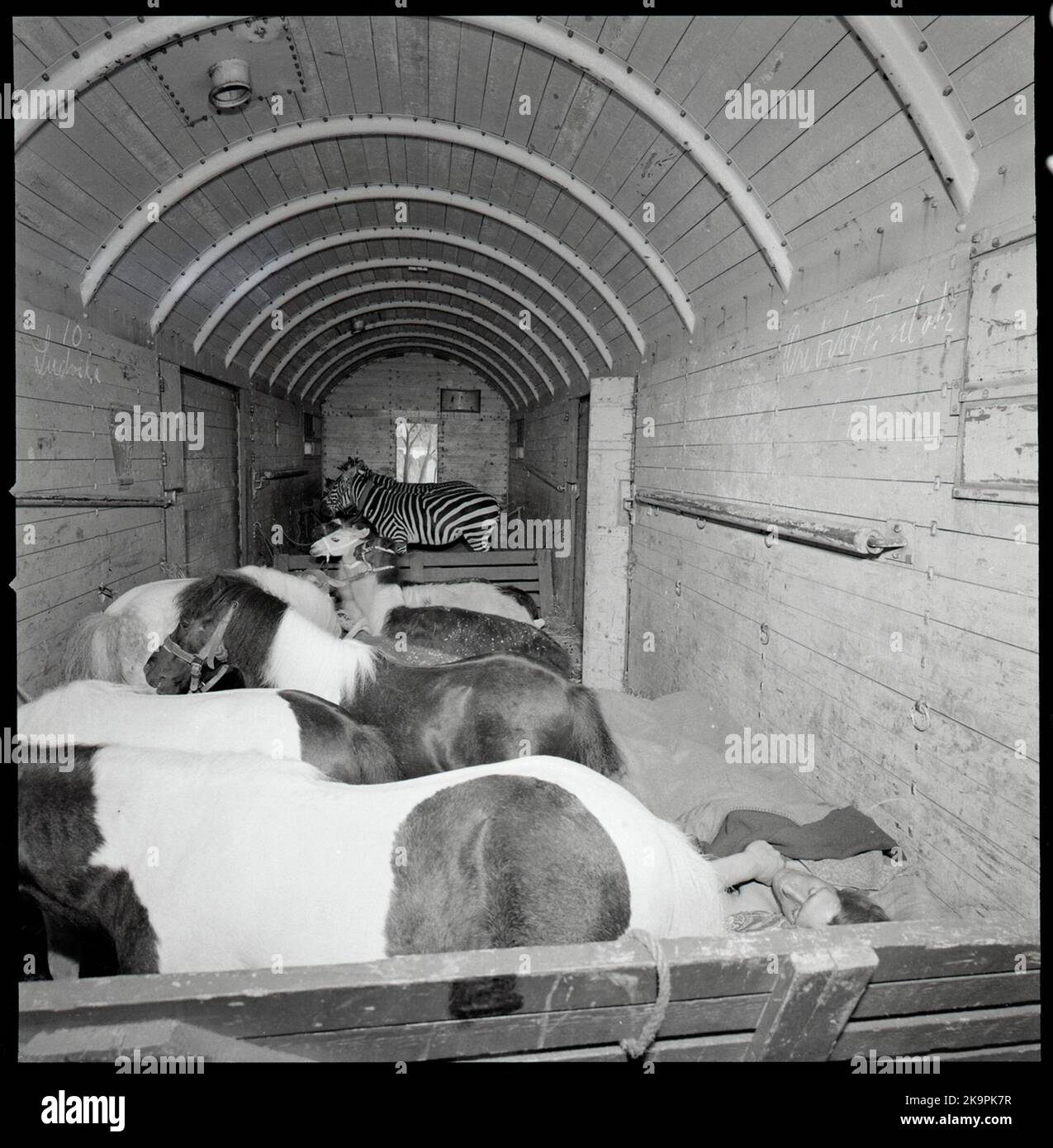 Animals in freight wagon Stock Photo - Alamy