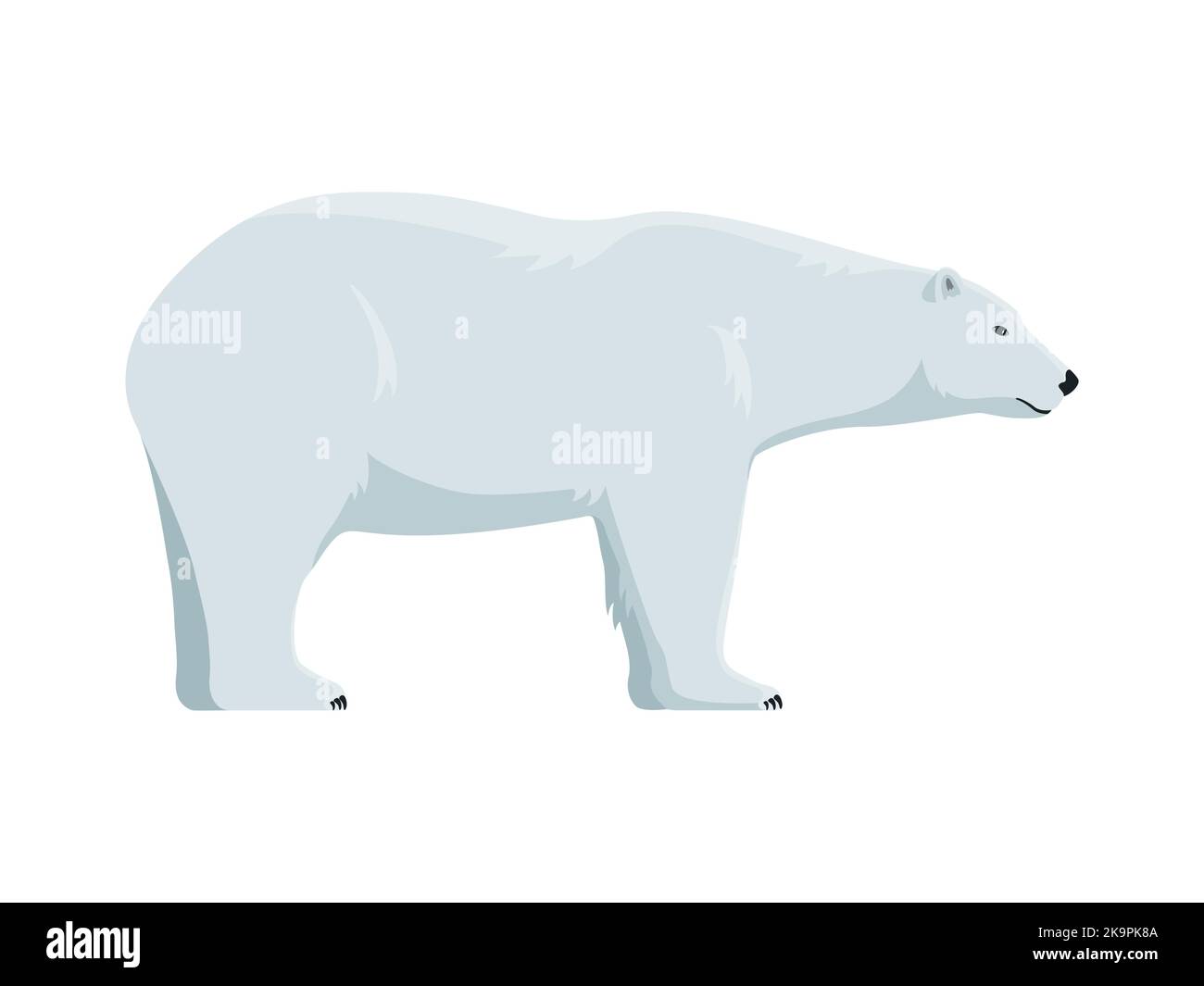 Polar bear. Vector illustration of white polar bear isolated on white ...