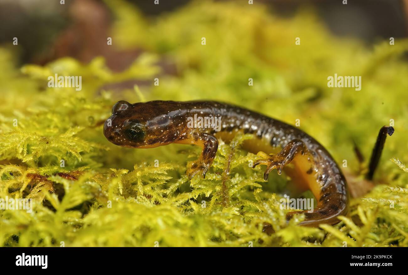 Natural closeup on the rare Olympic torrent salamander, Rhyacotriton ...