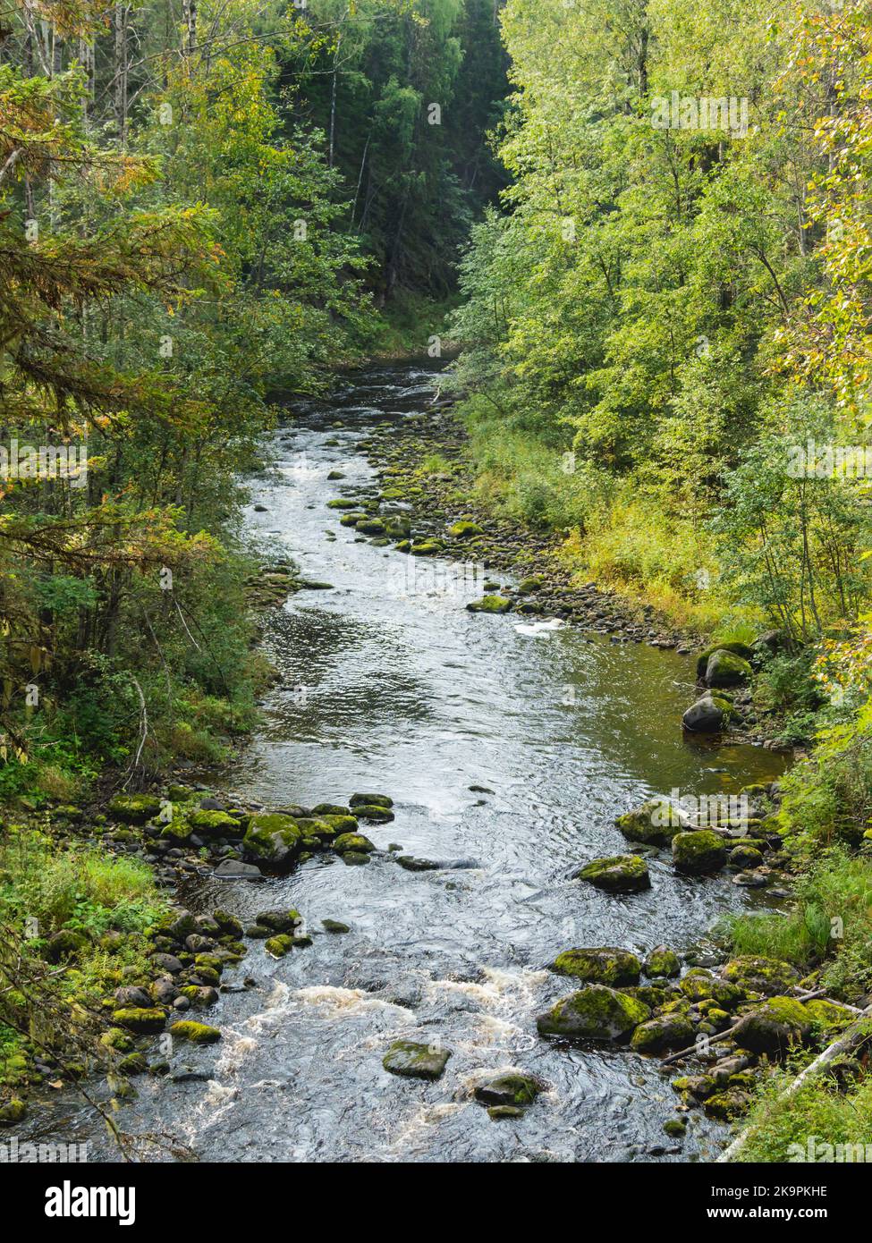 Clear river is flowing among trees and bushes in forest. Travel and ...