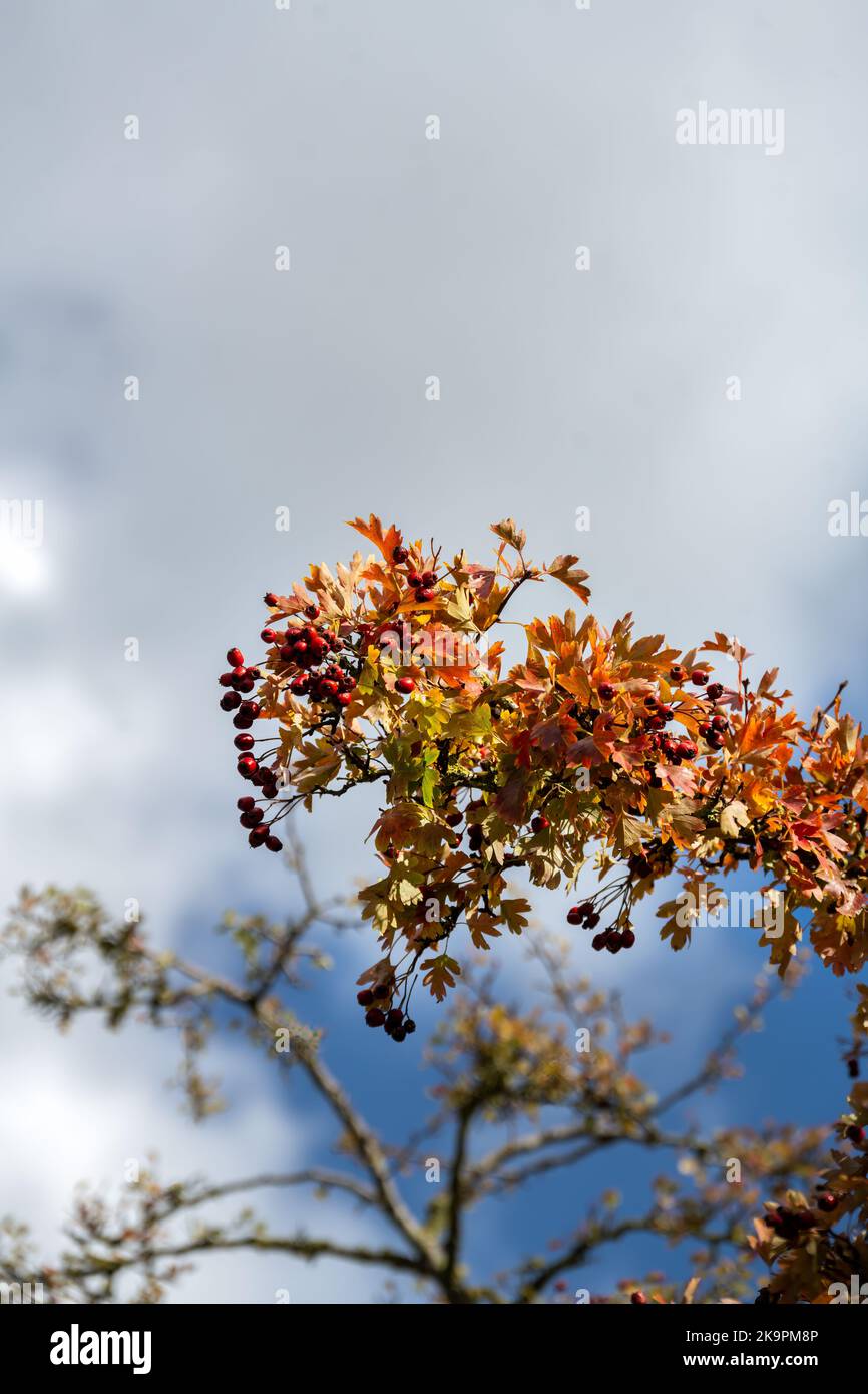Hawthorn tree fall foliage hi-res stock photography and images - Alamy