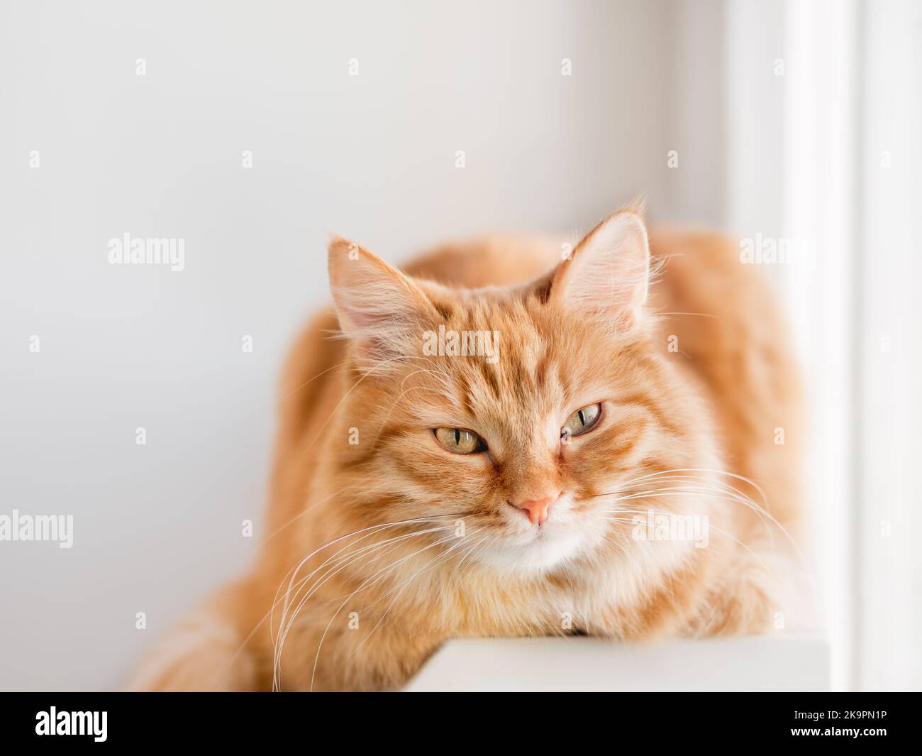 Cute ginger cat is lying on window sill. Fluffy pet has a nap on ...