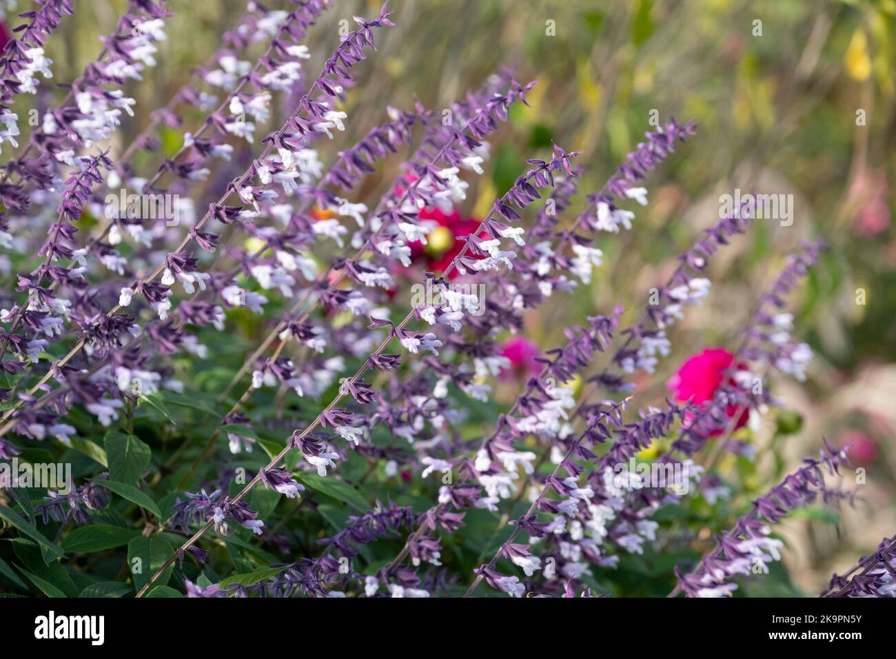 Flower bed filled with colourful purple and white long stemmed Phyllis ...