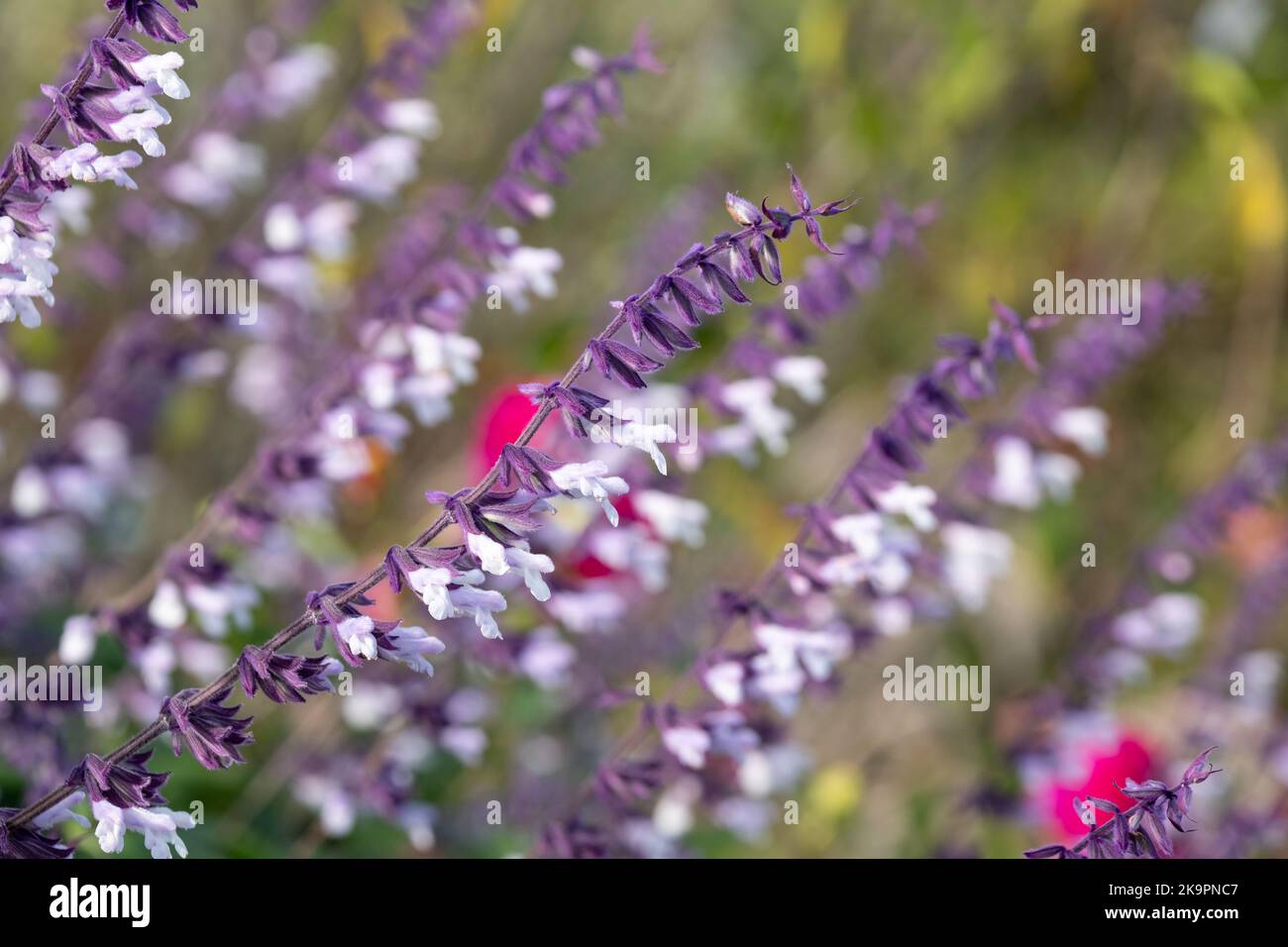 Flower bed filled with colourful purple and white long stemmed Phyllis ...
